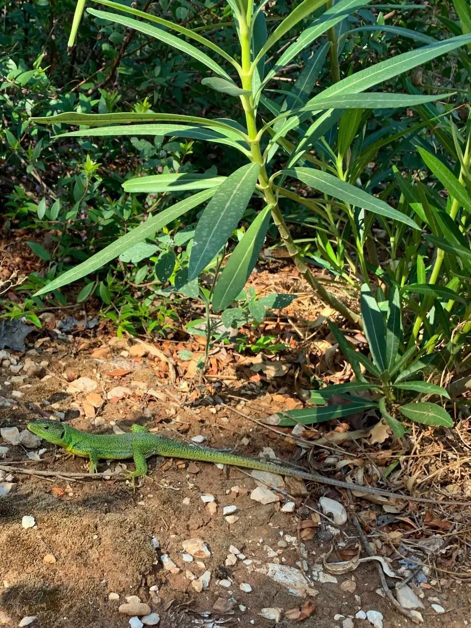Životinjski svijet | Otok Lokrum