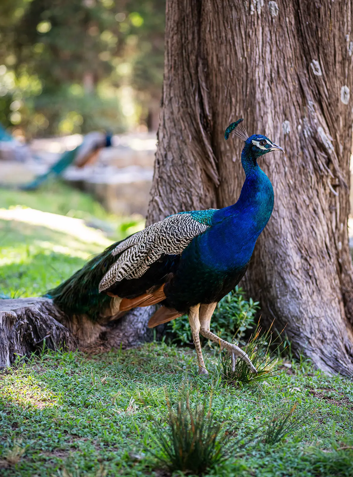 Životinjski svijet | Otok Lokrum