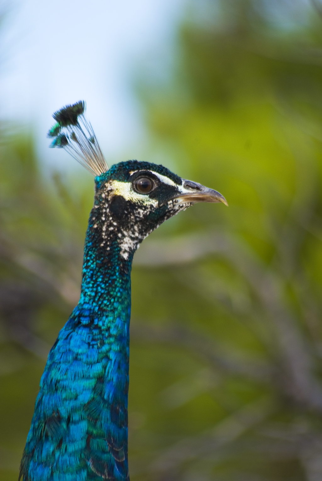 Notice for visitors | Lokrum Island